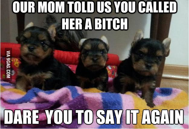 Ridiculously Menacing Puppies - 9GAG