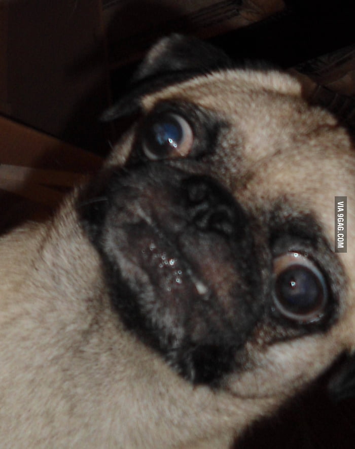 Epic pug face is epic! - 9GAG