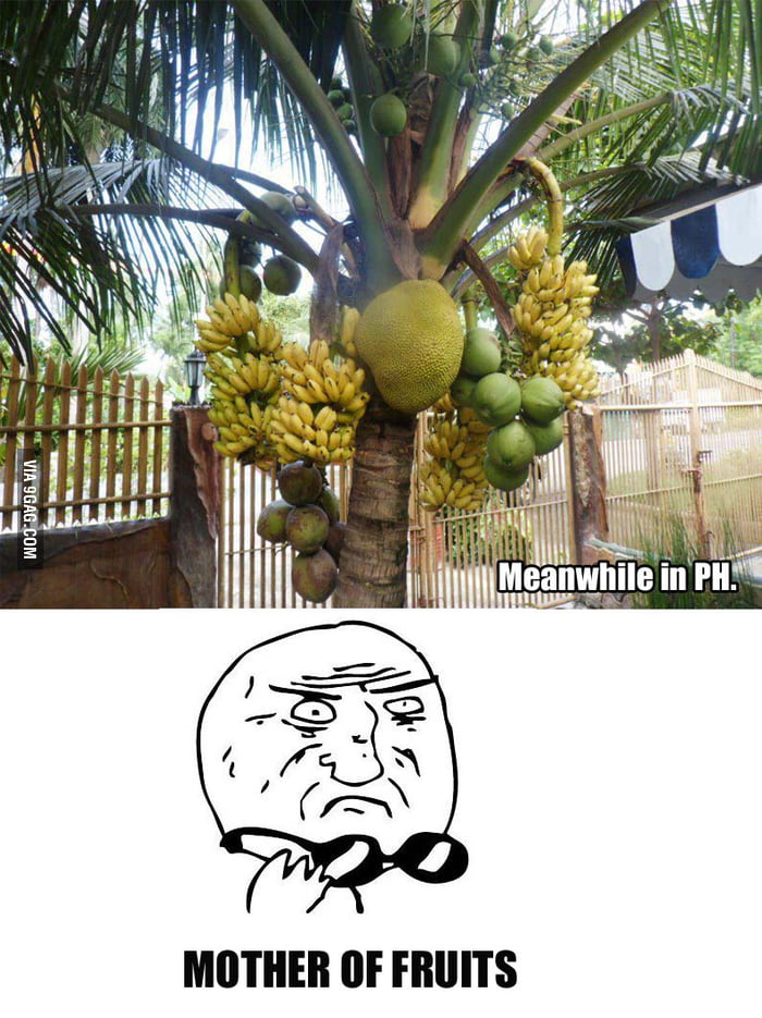 Mother of Fruits - 9GAG