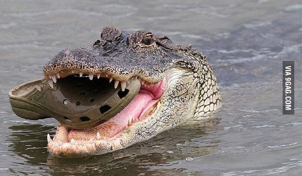 Croc Canibal - 9GAG