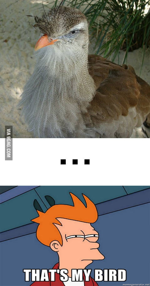 Futurama bird - 9GAG