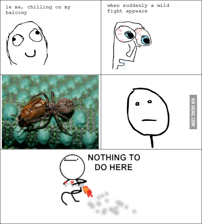 Bug vs. Spider - 9GAG