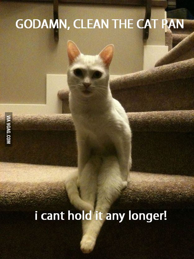 Impatient Cat - 9GAG