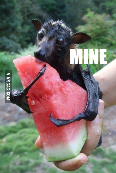 Bat loves his watermelon - 9GAG