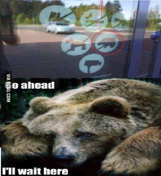 Poor bear - 9GAG