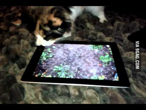 Cute kitten fishing on ipad - 9GAG