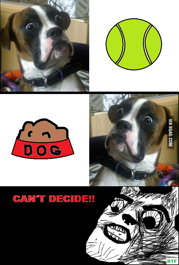 Indecisive Dog - 9GAG