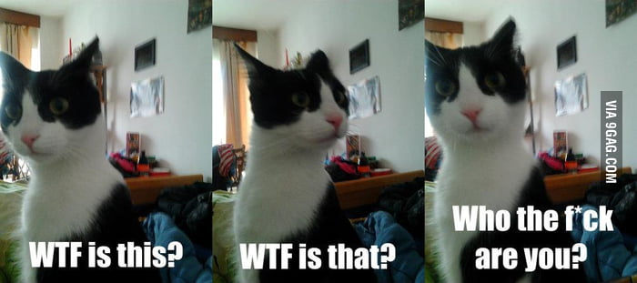 WTF cat - 9GAG