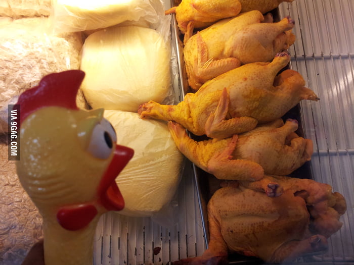 Dramatic chicken strikes again. - 9GAG