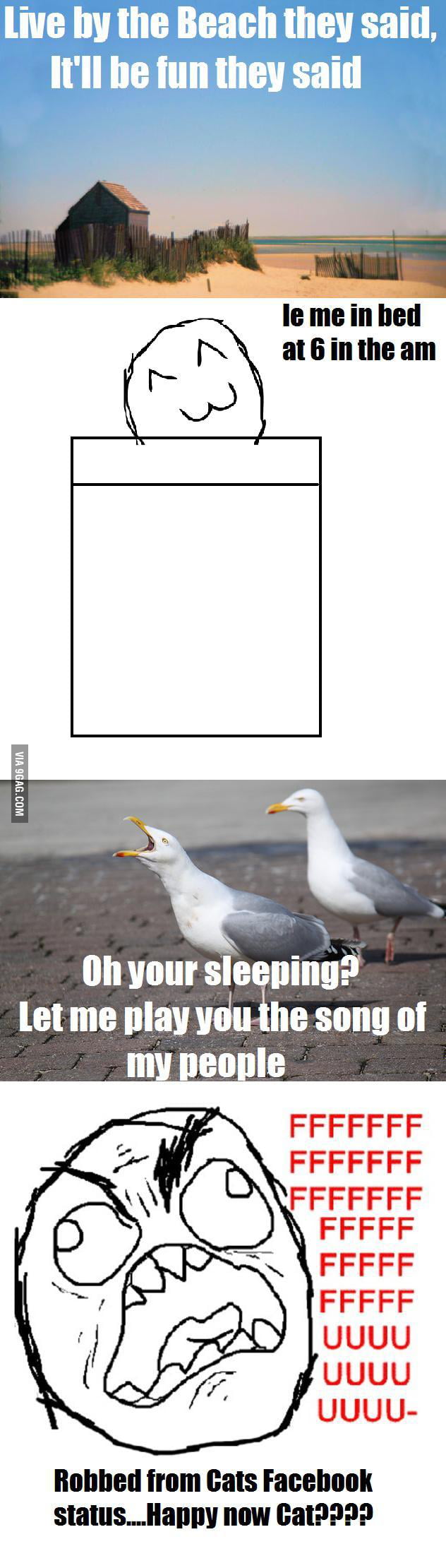 Seagull Rage - 9GAG