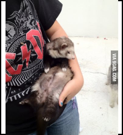 Fat Ferret is Fat - 9GAG