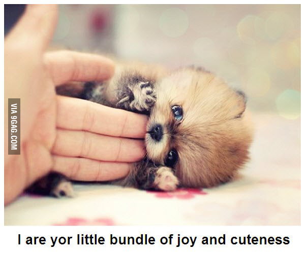 Its so cute - 9GAG