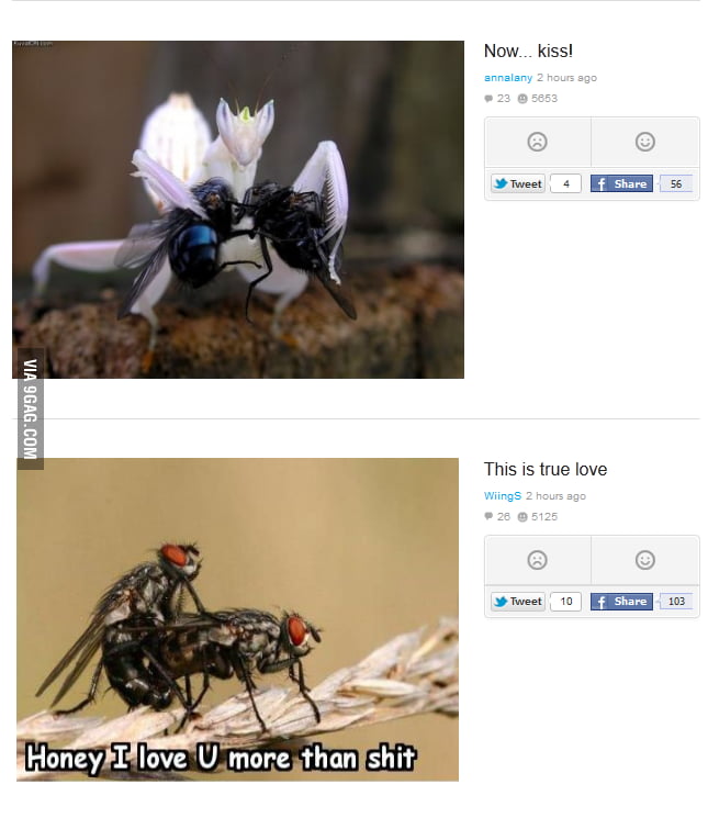 INSECTS (*.*) - 9GAG