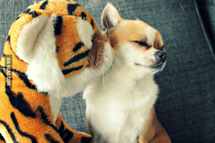 No tiger, not now. - 9GAG