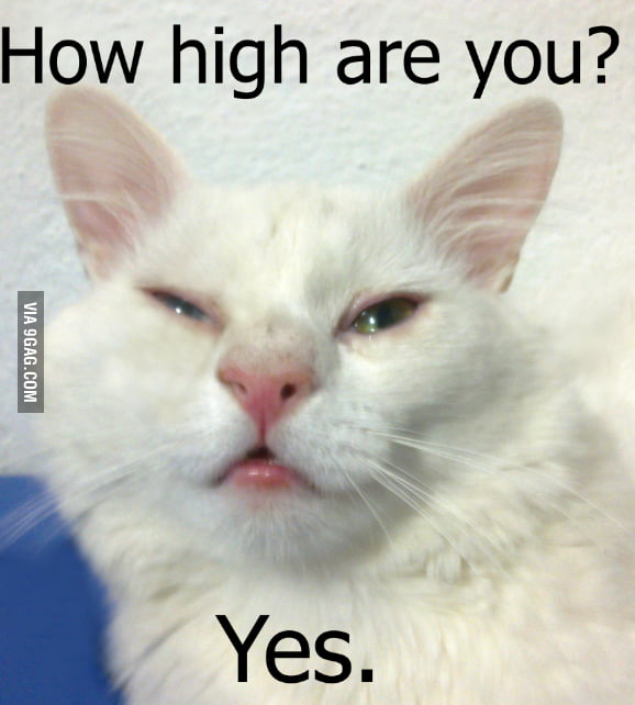 High Cat - 9GAG