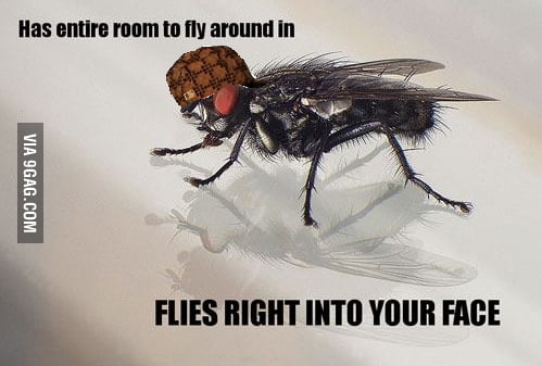 Scumbag fly - 9GAG
