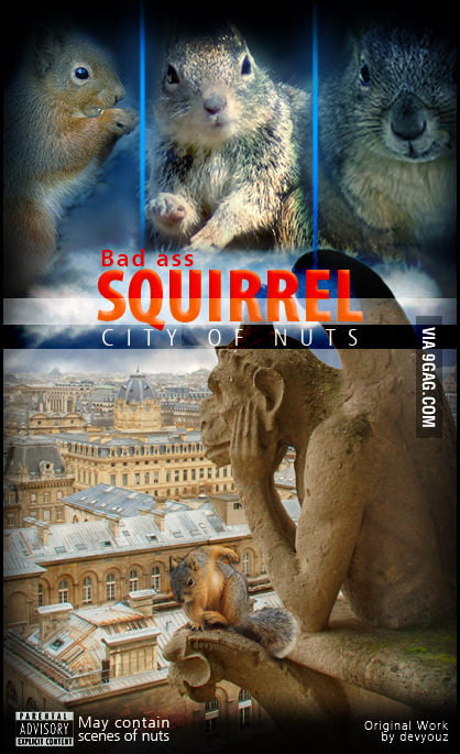 Bad ass squirrel - 9GAG