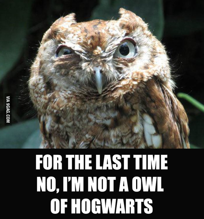 Pissed owl - 9GAG