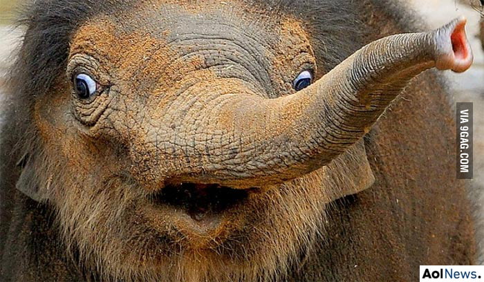 Derp baby elephant - 9GAG