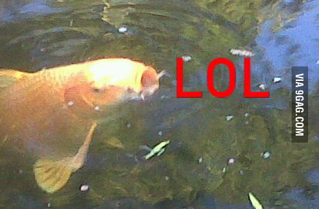 LOL-fish is LOL-ing.. - 9GAG