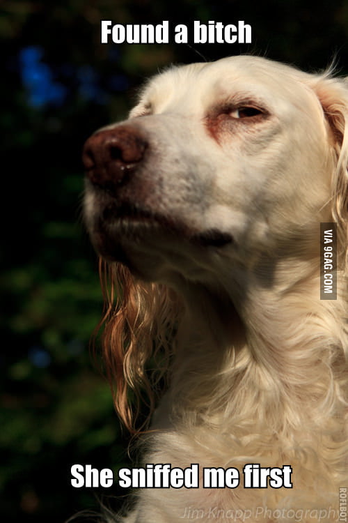 Pimp dog is pimp - 9GAG