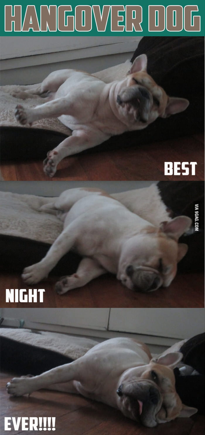 Hangover dog. best night ever - 9GAG