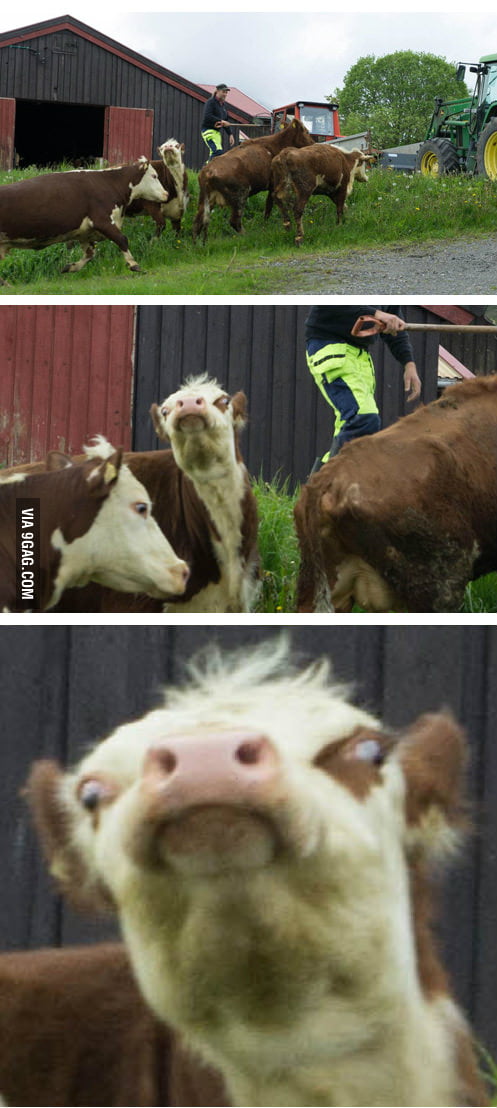Dramatic cow is dramatic - 9GAG