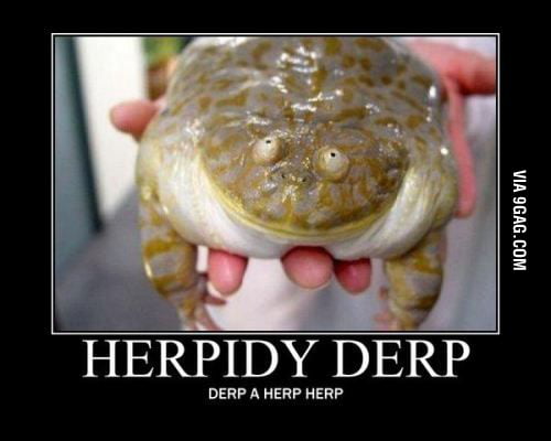 Derp Frog - 9GAG
