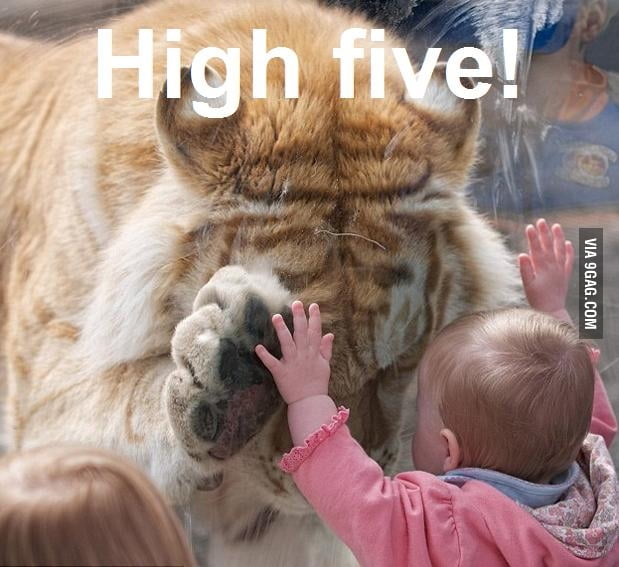 Tiger high five - 9GAG