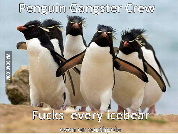 Penguin Gangster Crew - 9GAG