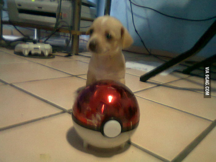 My new poke...... pet - 9GAG