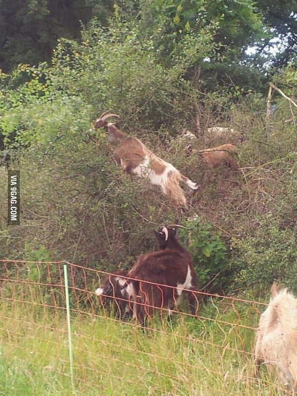 The almighty goat. - 9GAG