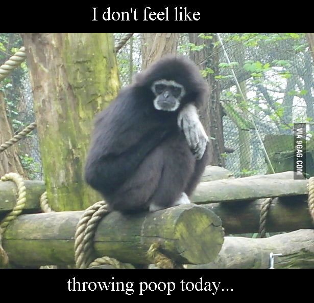 Depressed monkey is depressed. - 9GAG