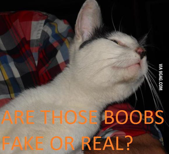 SKEPTICAL CAT - 9GAG