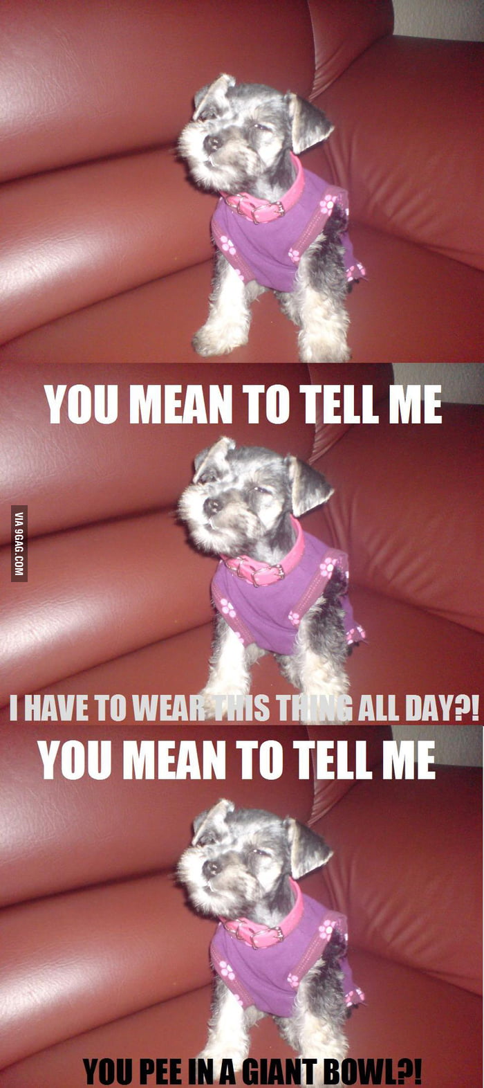Introducing... Skeptical Dog! - 9GAG