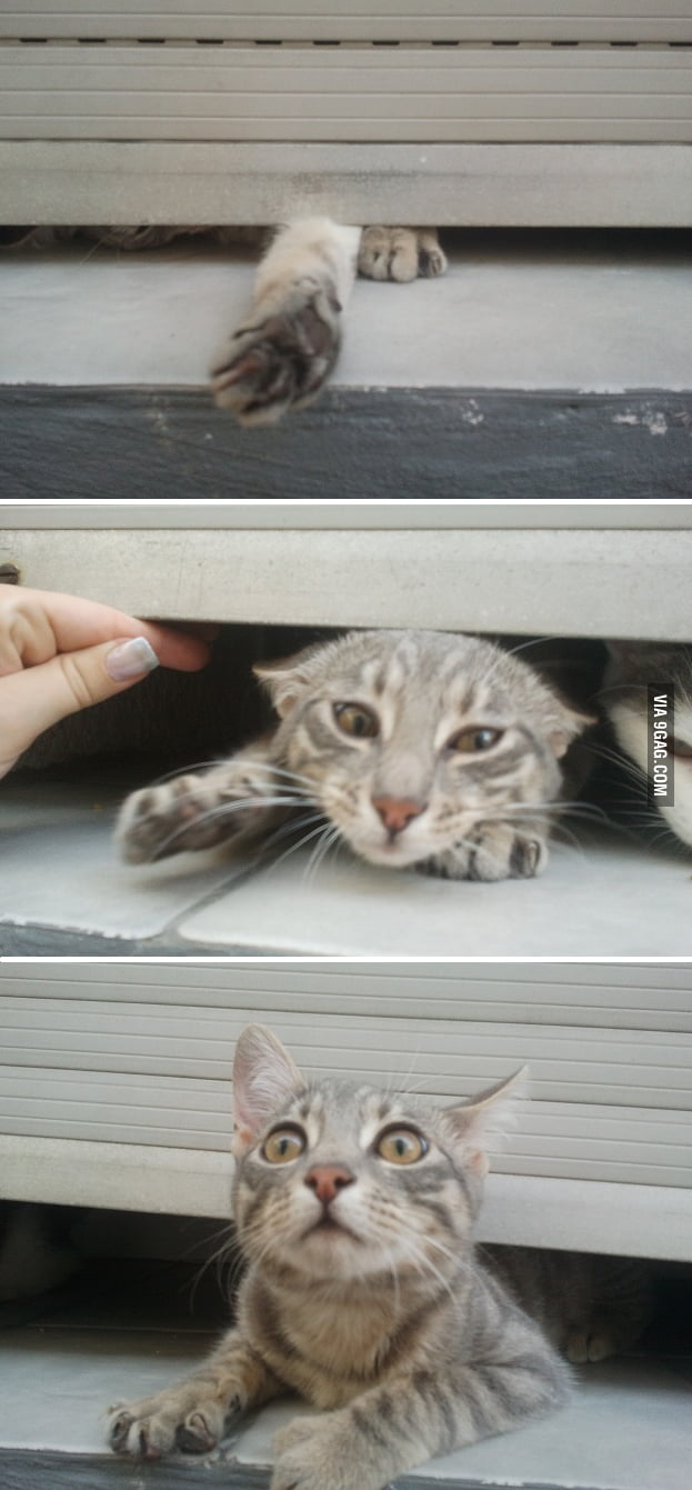 My sister's cat breaking out - 9GAG