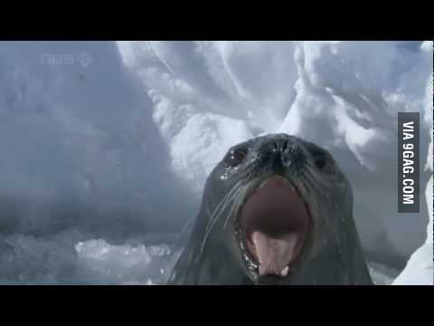 Ultra Gay seal "GAAAY" - 9GAG