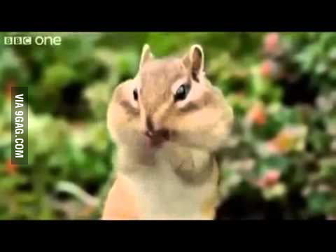 Epic Squirrel is Epic - 9GAG