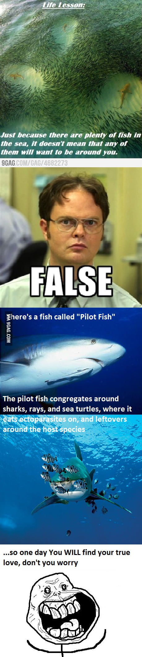 Pilot fish - 9GAG