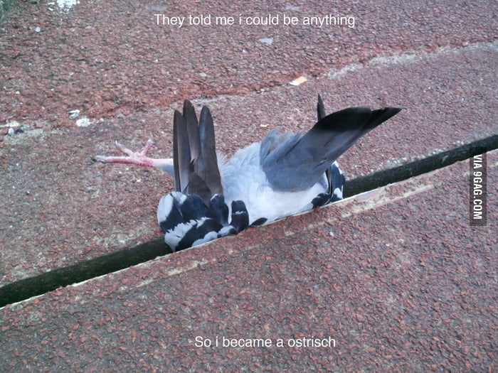 Poor pigeon - 9GAG