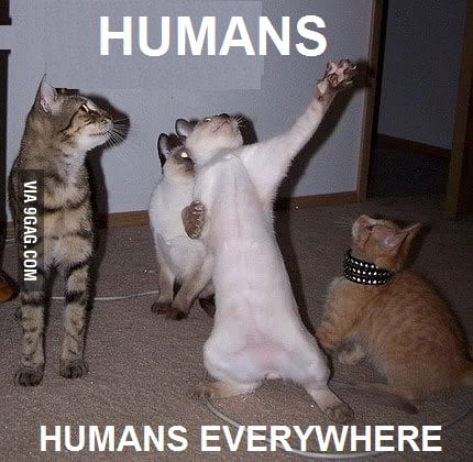 Humans everywhere, catception - 9GAG