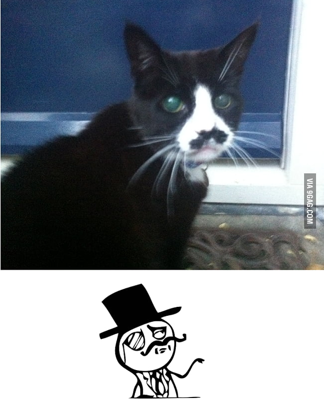 Prrr my sir, prrr. - 9GAG