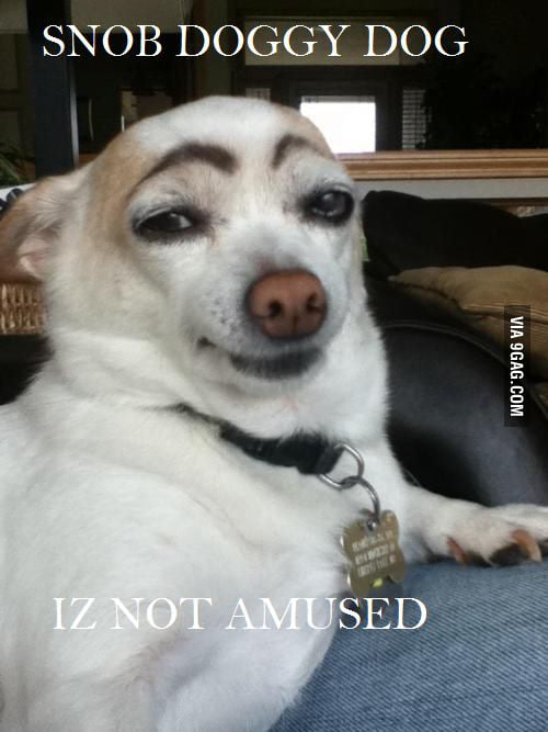 Snob Doggy Dog. - 9GAG