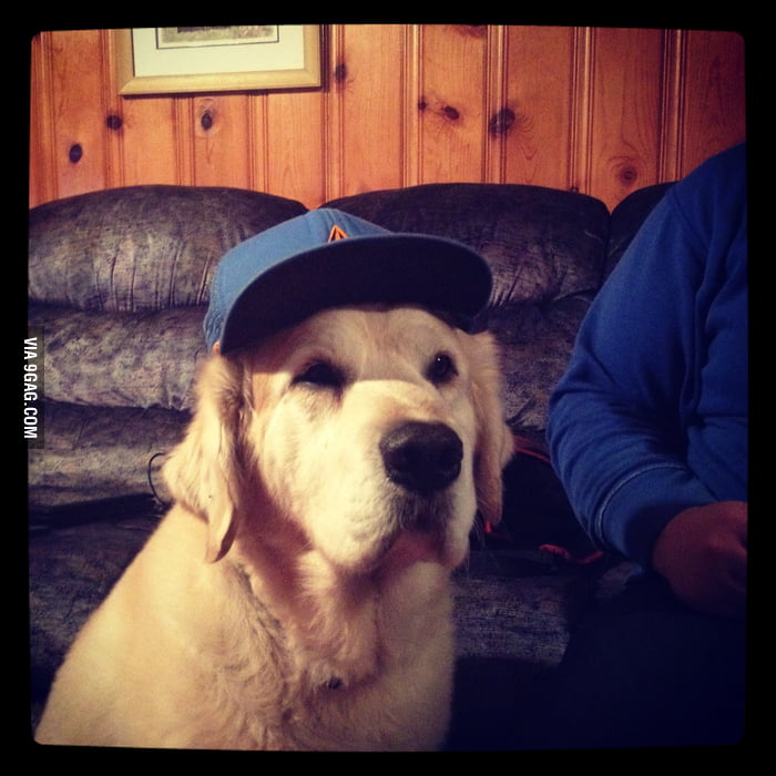 Just My Dog Chillin' - 9GAG
