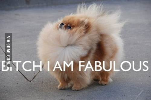Fabulous DOG!! - 9GAG