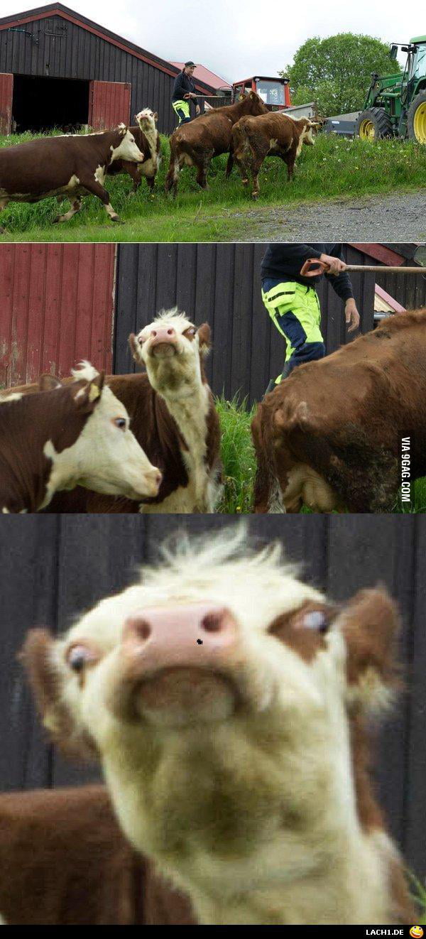 Genius Cow. - 9GAG