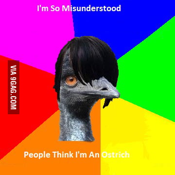 EMO EMU MEME comment what you think - 9GAG