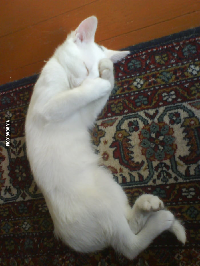 Cat facepalm when an ordinary facepalm isn't enough - 9GAG