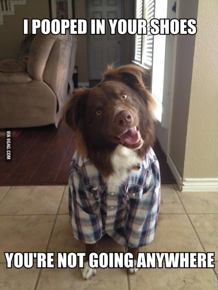 Way too over attached dog - 9GAG