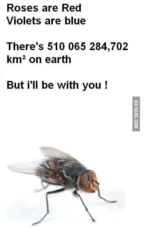 Annoying fly - 9GAG